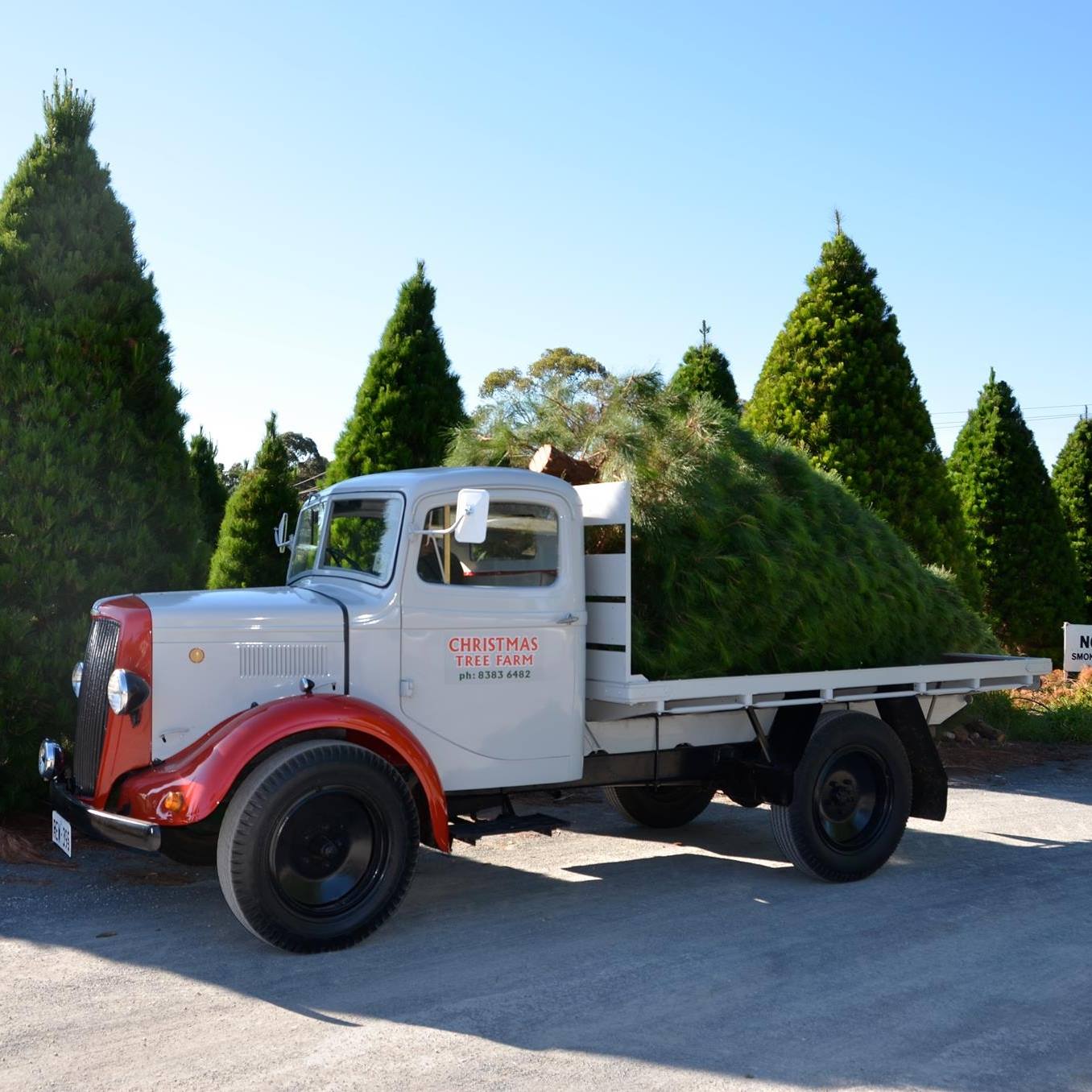 Freshly Cut Christmas Trees for Delivery – Adelaide Chandlers Hill