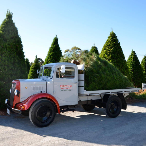 Freshly Cut Christmas Trees for Delivery – Adelaide Chandlers Hill